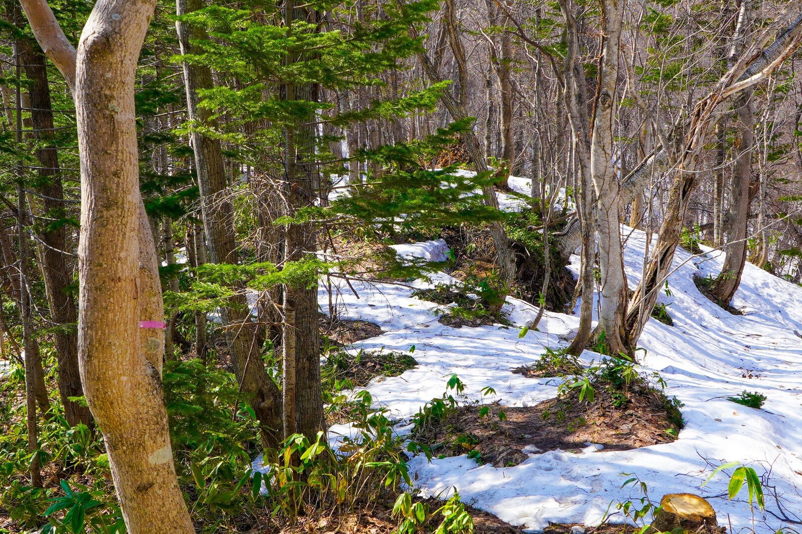 お山歩が好きになる山＠青山 / 😺Sammyさんの砥石山・青山の活動データ | YAMAP / ヤマップ