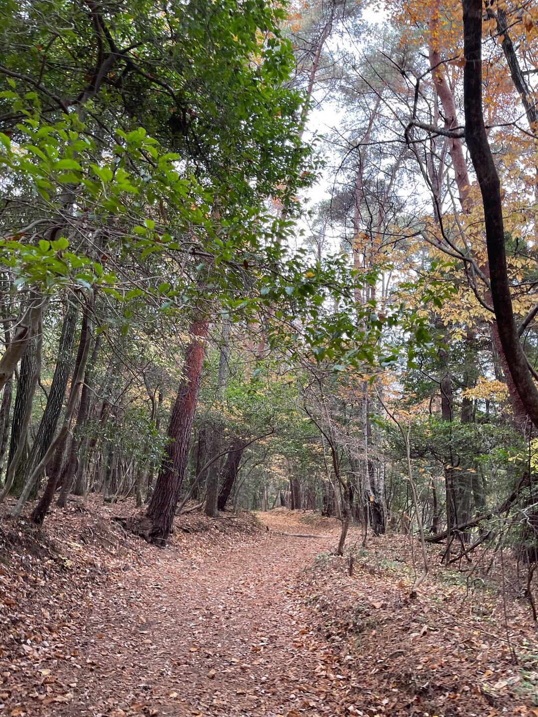 虚空蔵山 / ANZUNUKOさんの風越山（権現山）・虚空蔵山の活動データ | YAMAP / ヤマップ