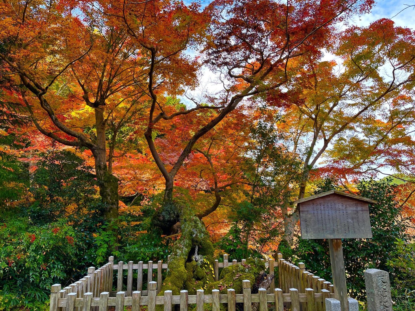 金剛トレイル⑦「府庁山」大阪みどりの百選🍁延命寺の紅葉 / Lucky Jr.さんの金剛山・二上山・大和葛城山の活動データ | YAMAP / ヤマップ