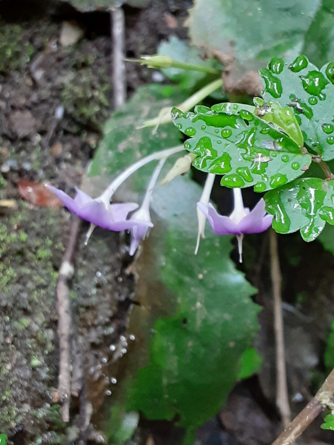 高尾山 蛇滝口から / Kyuri_EXさんの高尾山・陣馬山・景信山の活動日記 | YAMAP / ヤマップ