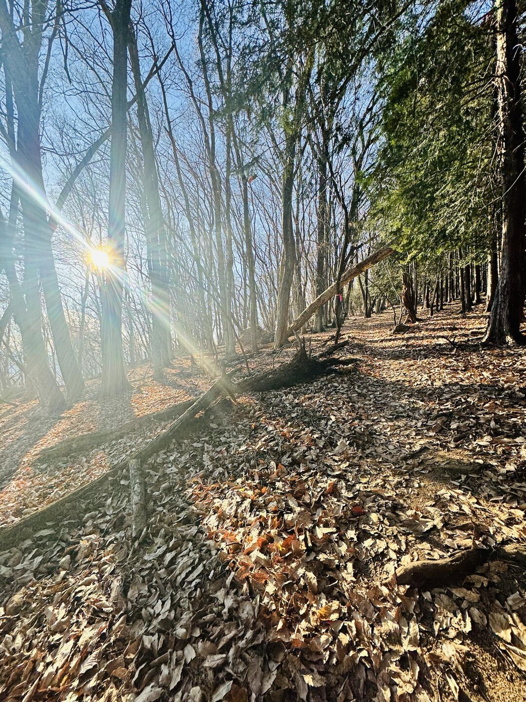 【2024年トレ納め】大蔵経寺山 / amuさんの要害山・兜山・大蔵経寺山の活動データ | YAMAP / ヤマップ