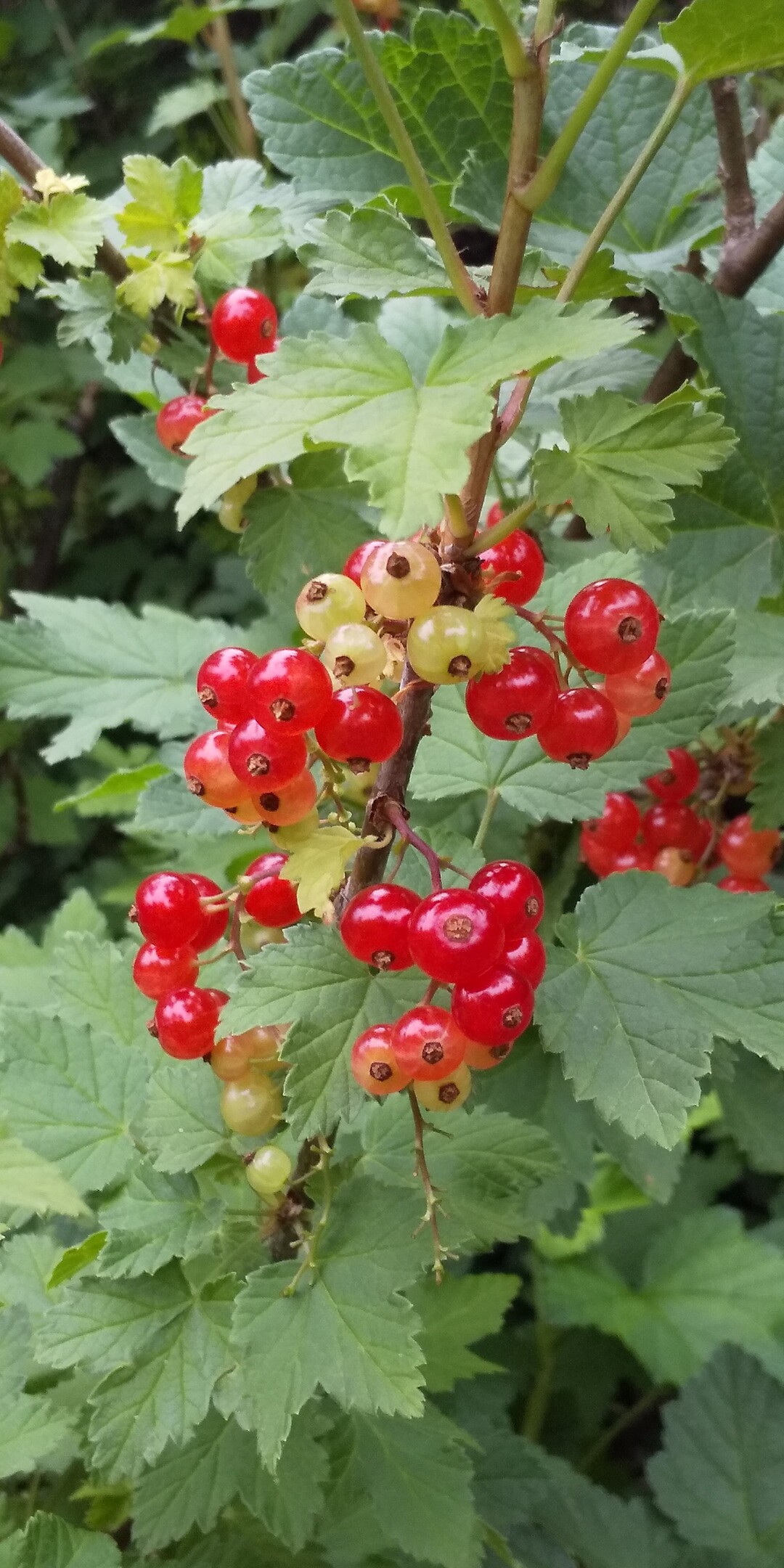 房スグリは色づき、リンゴ・スグリ・ブルー... / nickさんのモーメント | YAMAP / ヤマップ