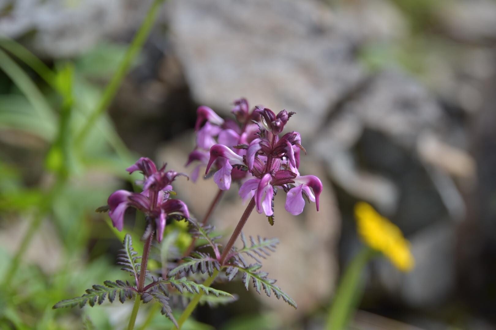 仙丈ヶ岳であったお花② 山頂付近から仙丈... / kawaさんのモーメント | YAMAP / ヤマップ