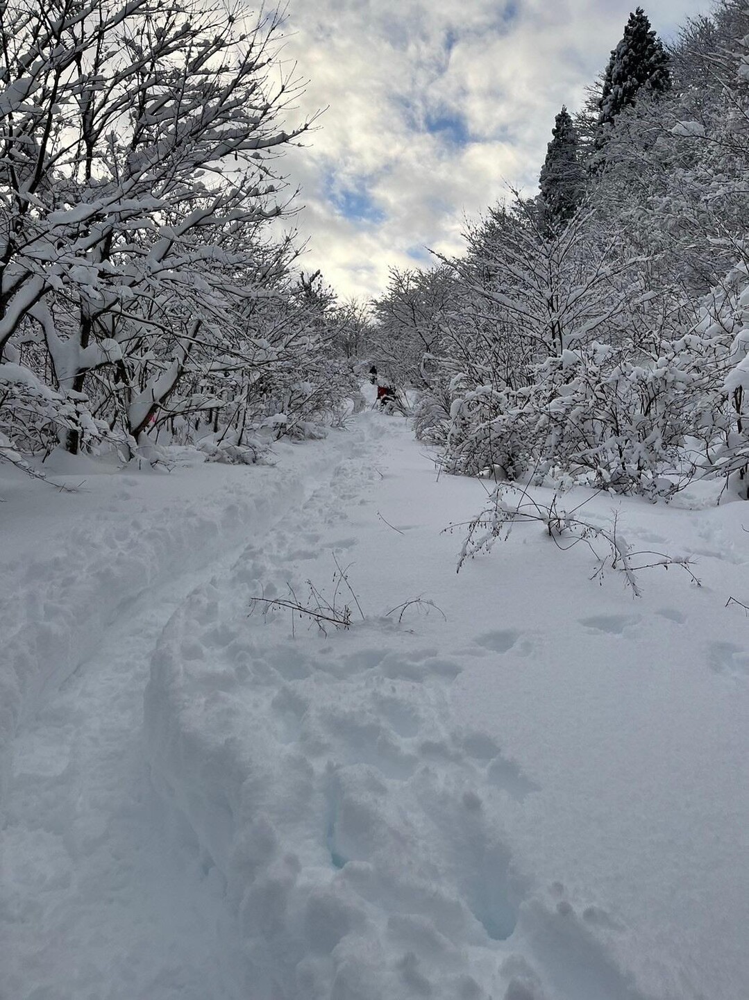 荒島へ辿り着けず〜の深谷ノ頭！ / R→zeroさんの荒島岳の活動データ | YAMAP / ヤマップ