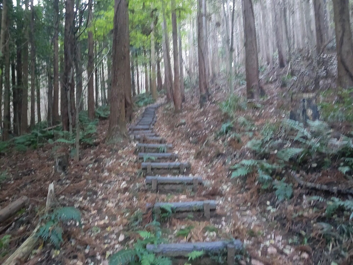 たかっちさんの投稿したフィールドメモ | YAMAP / ヤマップ