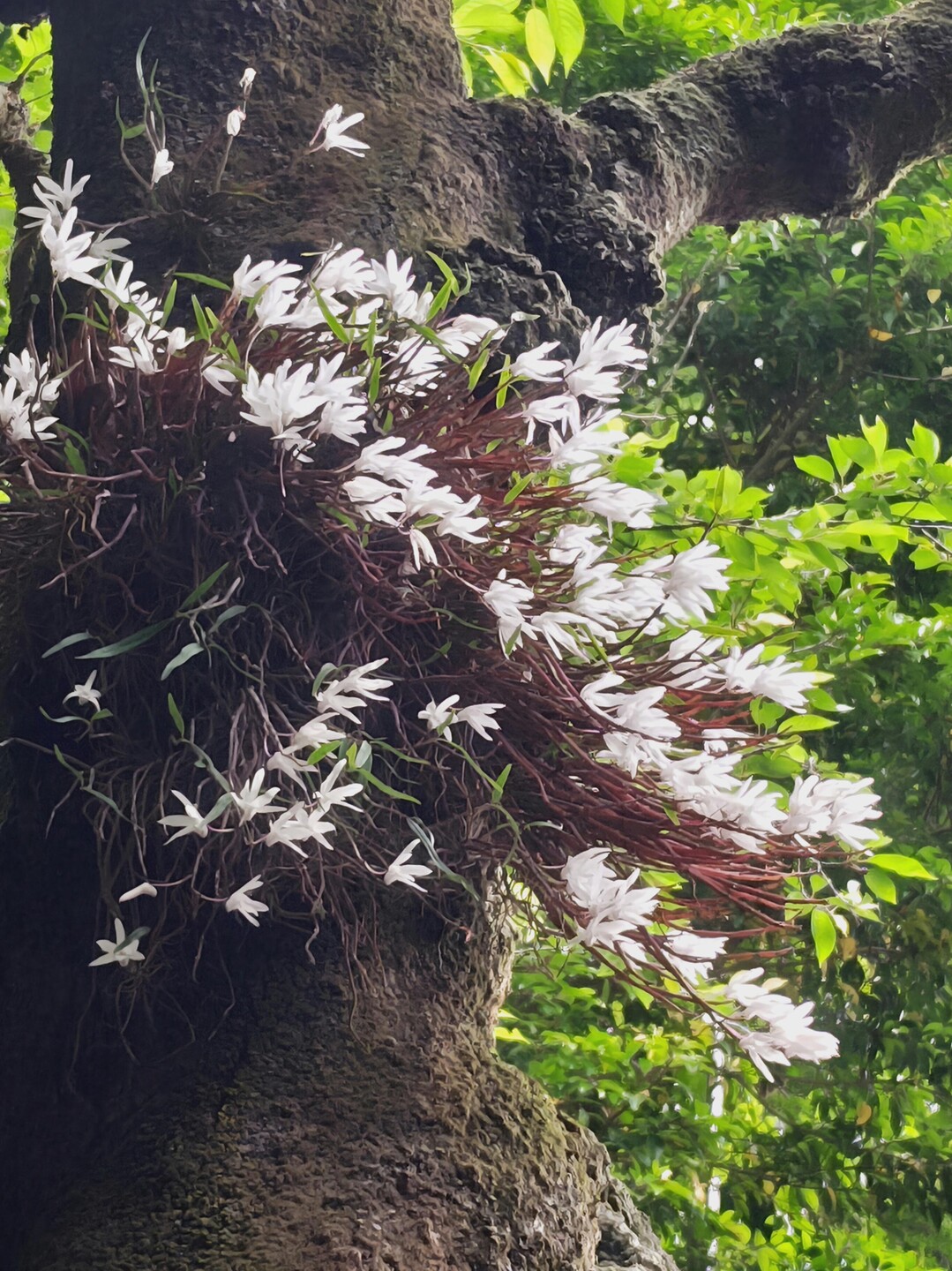 高尾山(セッコクが見頃) / onoさんの高尾山・陣馬山・景信山の活動データ | YAMAP / ヤマップ