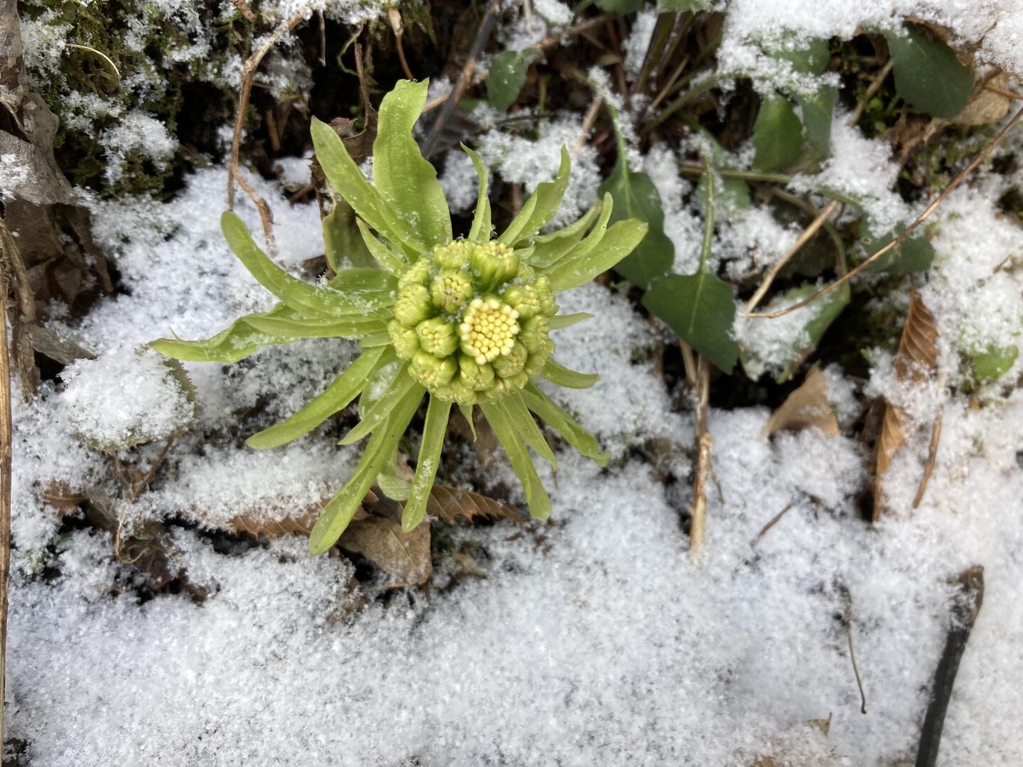 植物記録4 / Suyamaさんのモーメント | YAMAP / ヤマップ