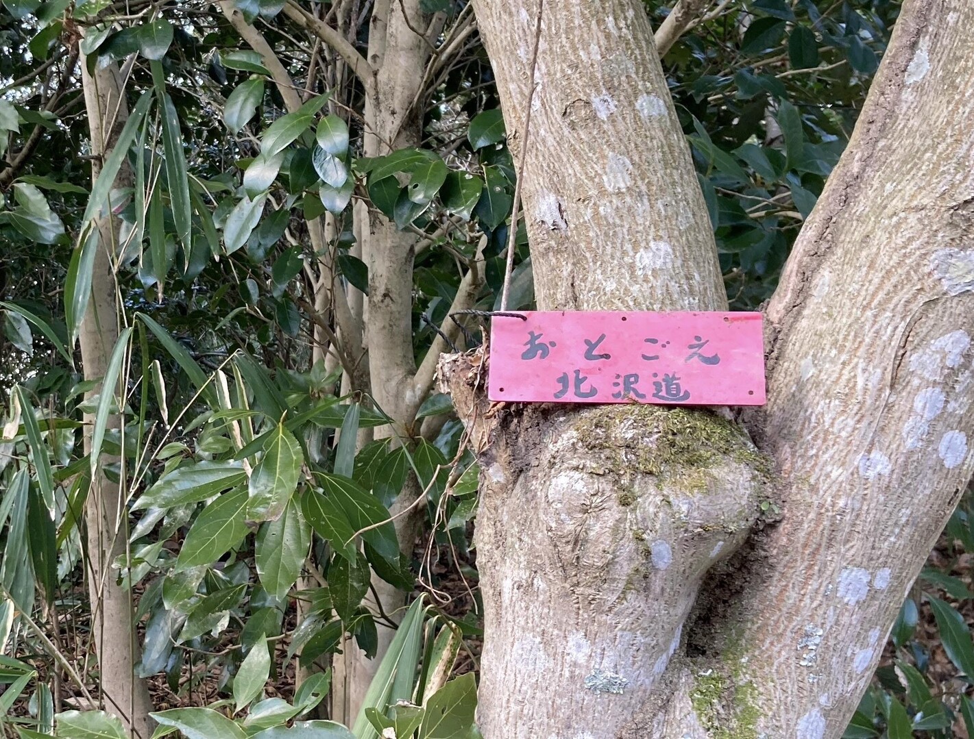 高安山（おと越え北沢道から、旧おおみち越え探索） いしころさんありがとうございました / msr0331さんの生駒山・神津嶽・大原山の活動データ | YAMAP / ヤマップ