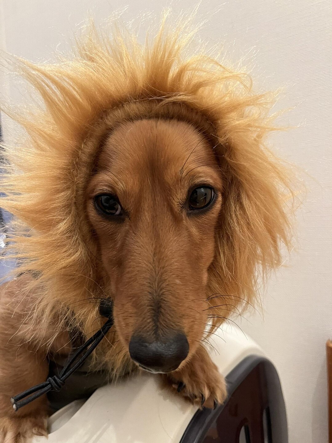 ライオンの被り物被って、ライオンダックス... / leoleonさんのモーメント | YAMAP / ヤマップ