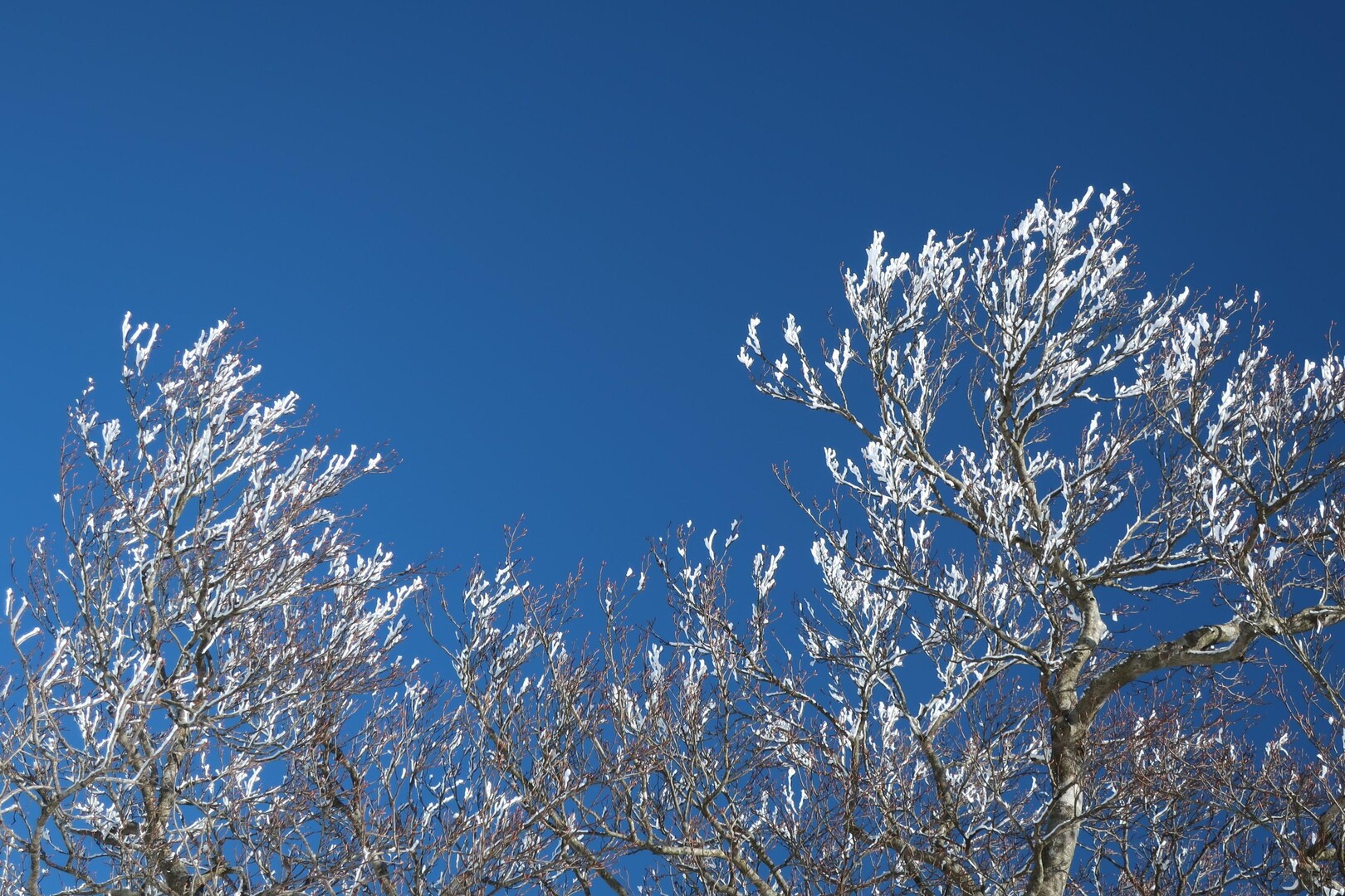 ☀️クリアな青空の下、御池岳で極上のスノーハイク🎶 / Heart Goldさんの藤原岳・御池岳の活動データ | YAMAP / ヤマップ