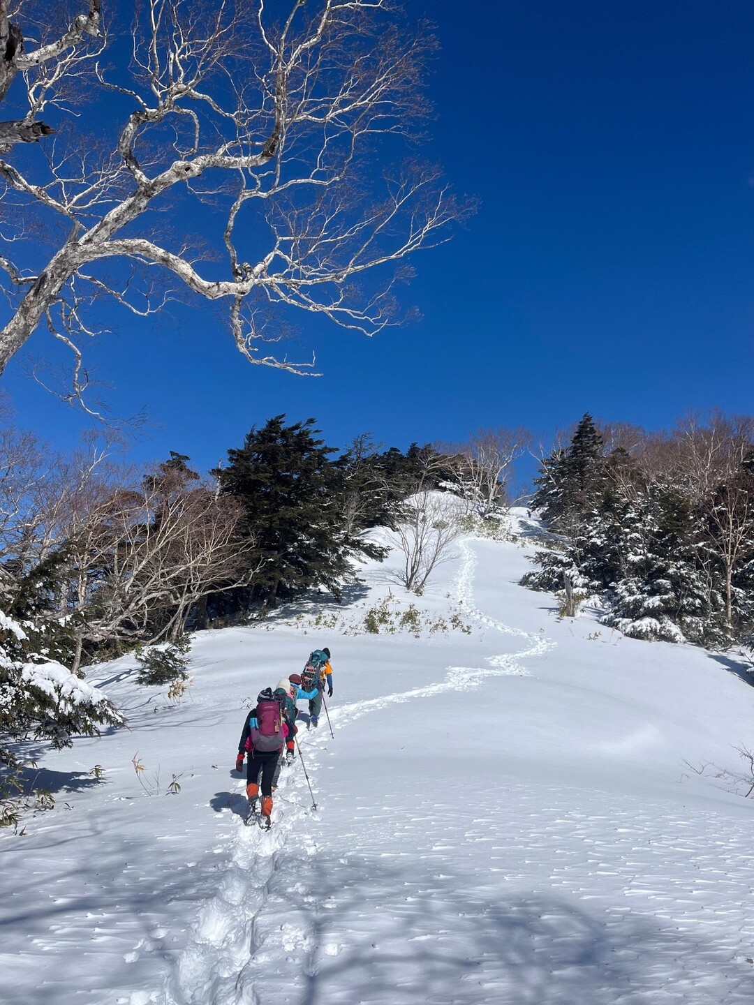 三石山・サル山・山藤山・河下山・黒滝山・西村山 / みかぽん1221さんの黒滝山・百村山の活動日記 | YAMAP / ヤマップ