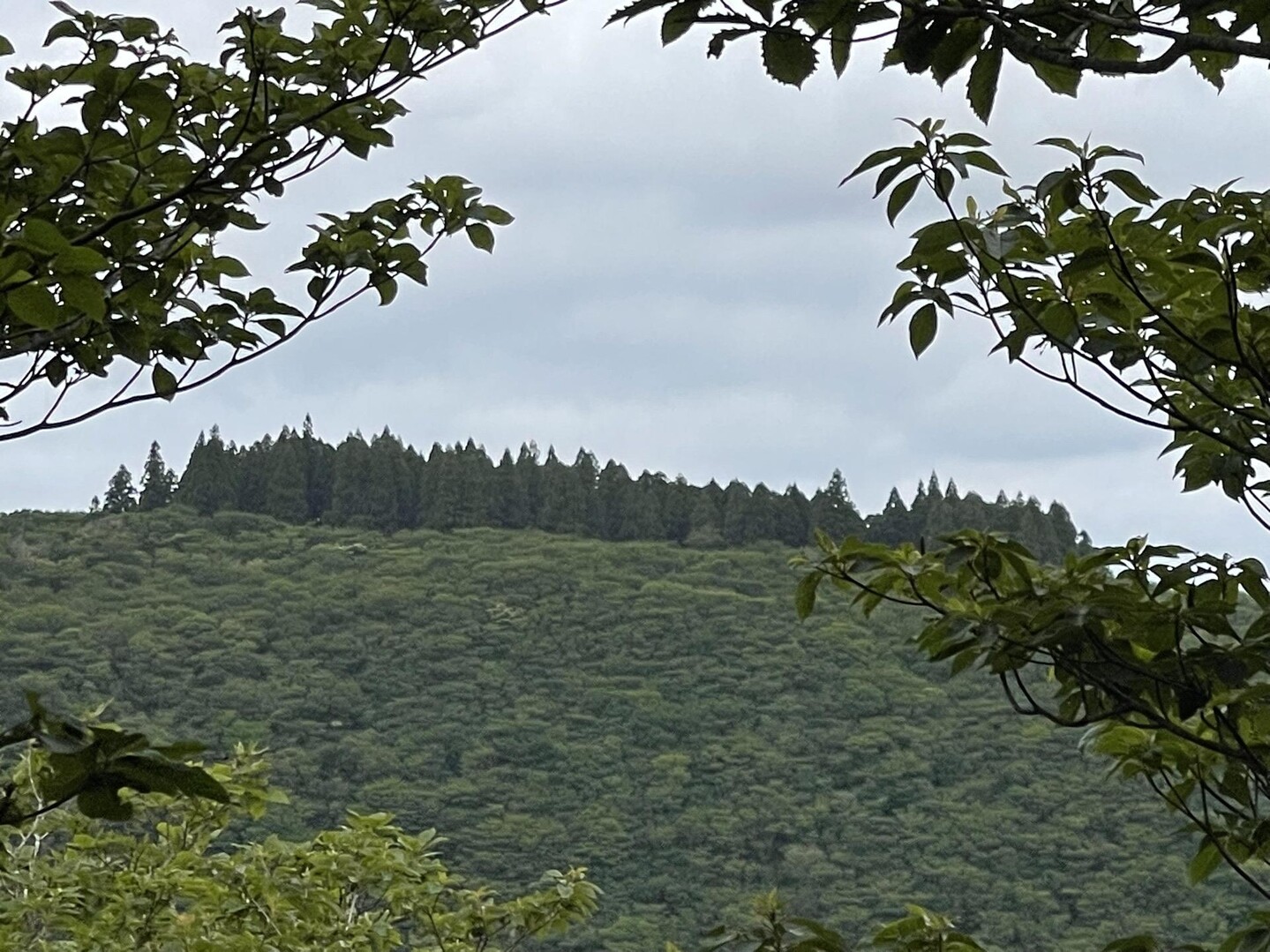 230528-愛宕山・竜ヶ岳 / athausさんの愛宕山・三頭山・朝日峯の活動データ | YAMAP / ヤマップ