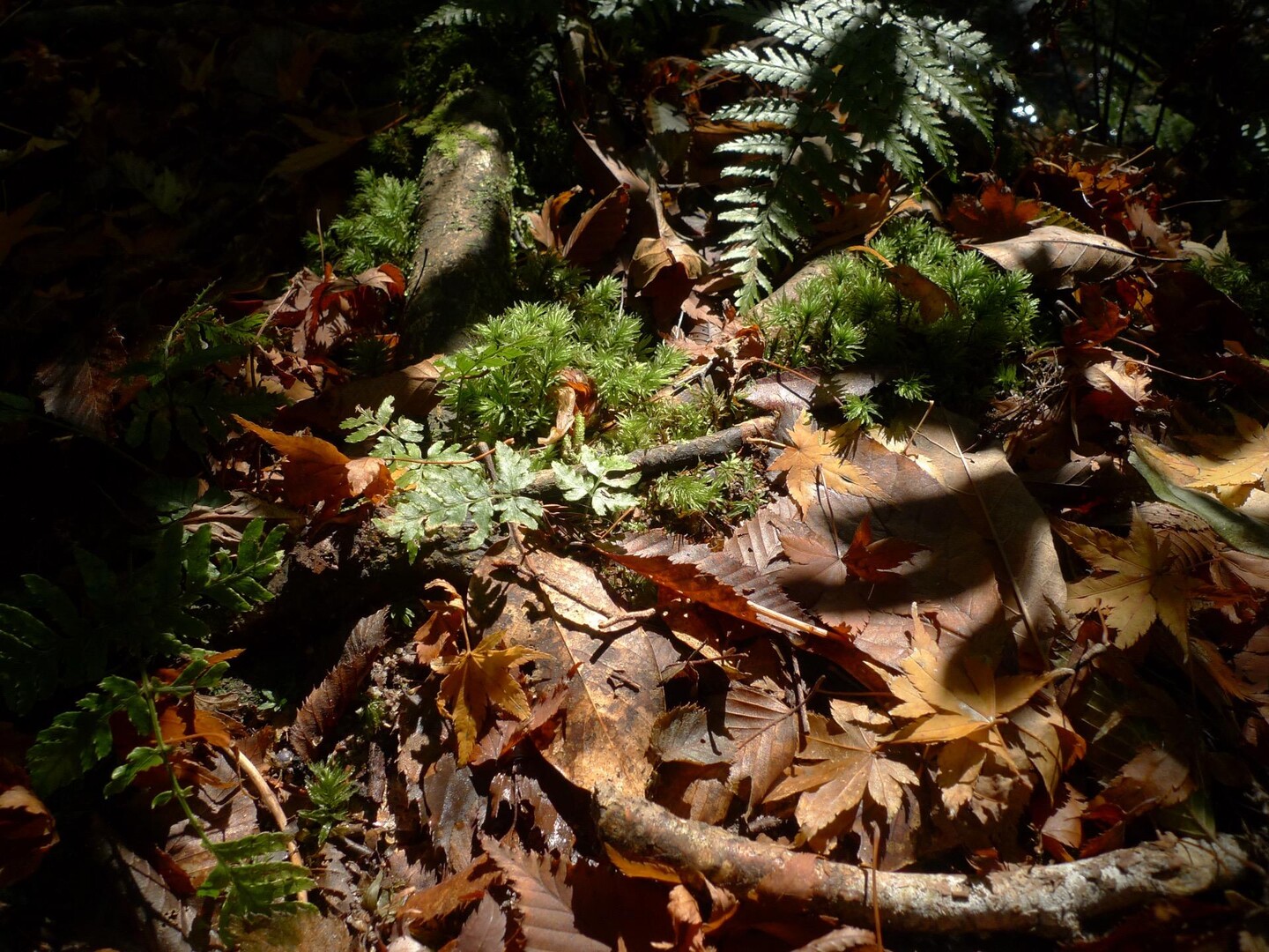 最高なハンモック泊。 来年はもっと楽しく... / Shin Gさんのモーメント | YAMAP / ヤマップ