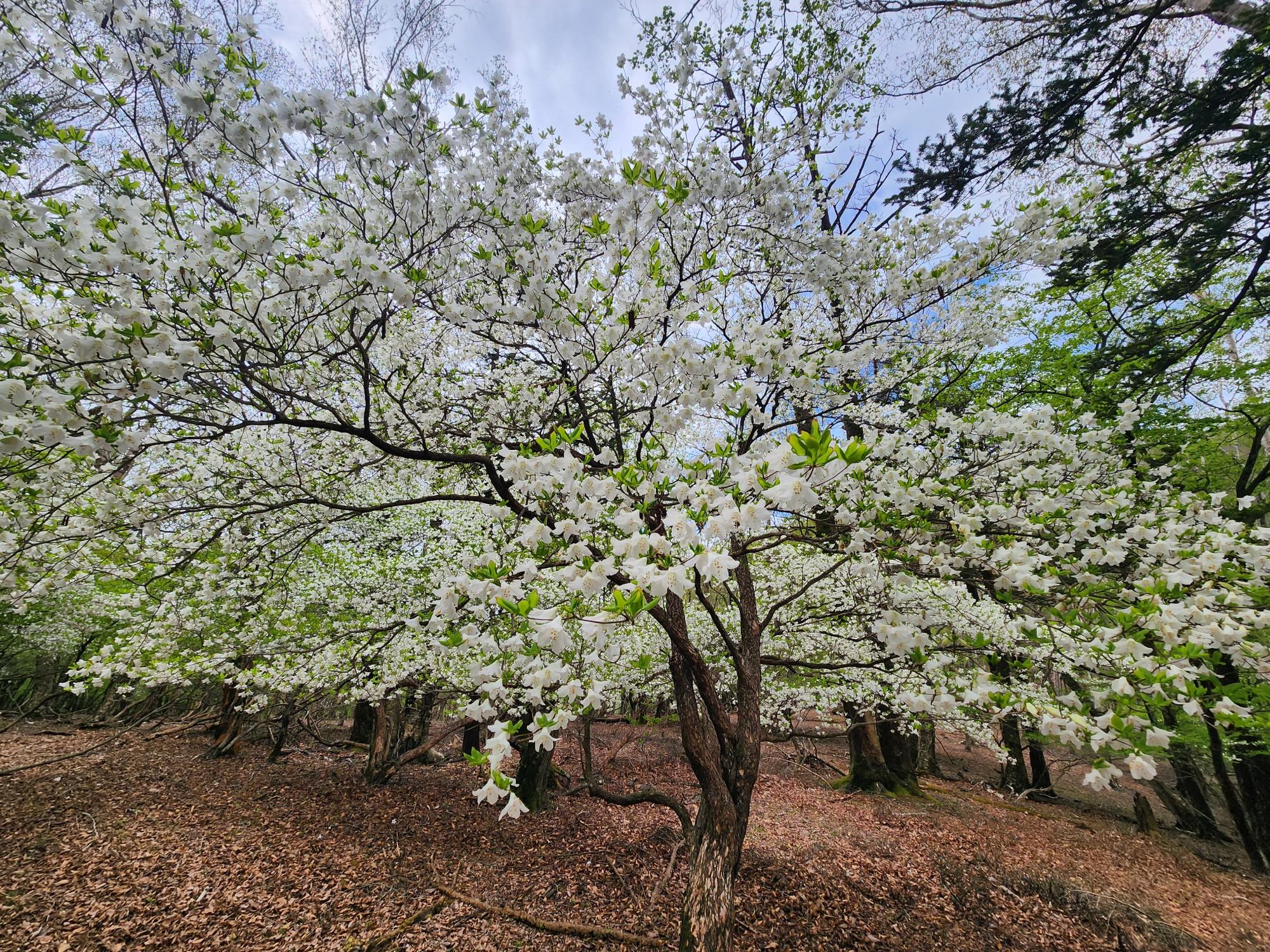 矢板市 剣ヶ峰・大入道 ツツジ祭 / papiさんの高原山・釈迦ヶ岳・鶏頂山の活動データ | YAMAP / ヤマップ