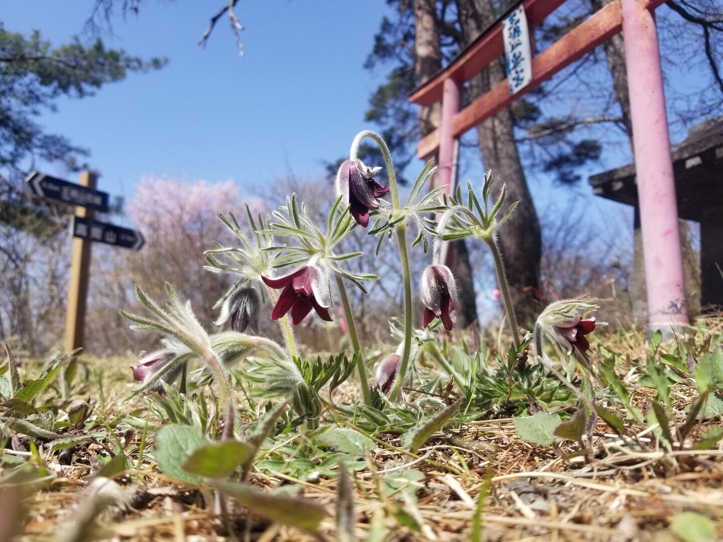 王城山 / yamanamiさんの王城山・高間山の活動データ | YAMAP / ヤマップ