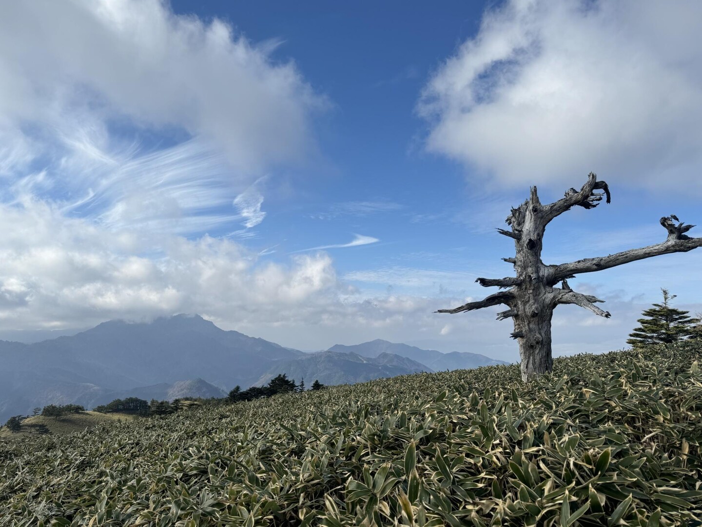 男山・瓶ヶ森 / sarryさんの瓶ヶ森・伊予富士の活動データ | YAMAP / ヤマップ