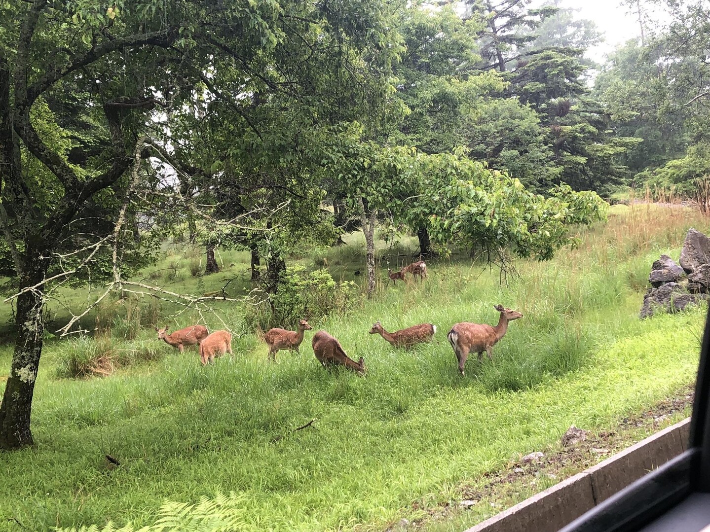 東天狗経由で本沢温泉♨️（8の字ルート） / ♬dongoro♬さんの八ヶ岳（赤岳・硫黄岳・天狗岳）の活動データ | YAMAP / ヤマップ