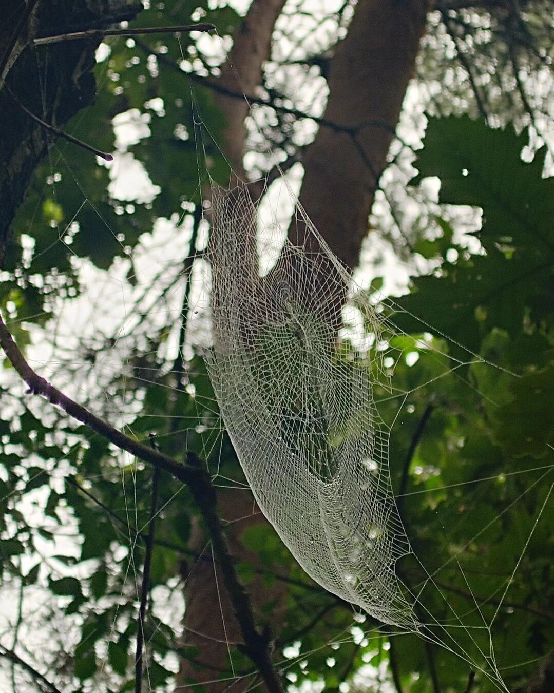 お寝坊ダッシュ…出来ない 29分登頂 / ta2さんの鳴神山・吾妻山の活動データ | YAMAP / ヤマップ
