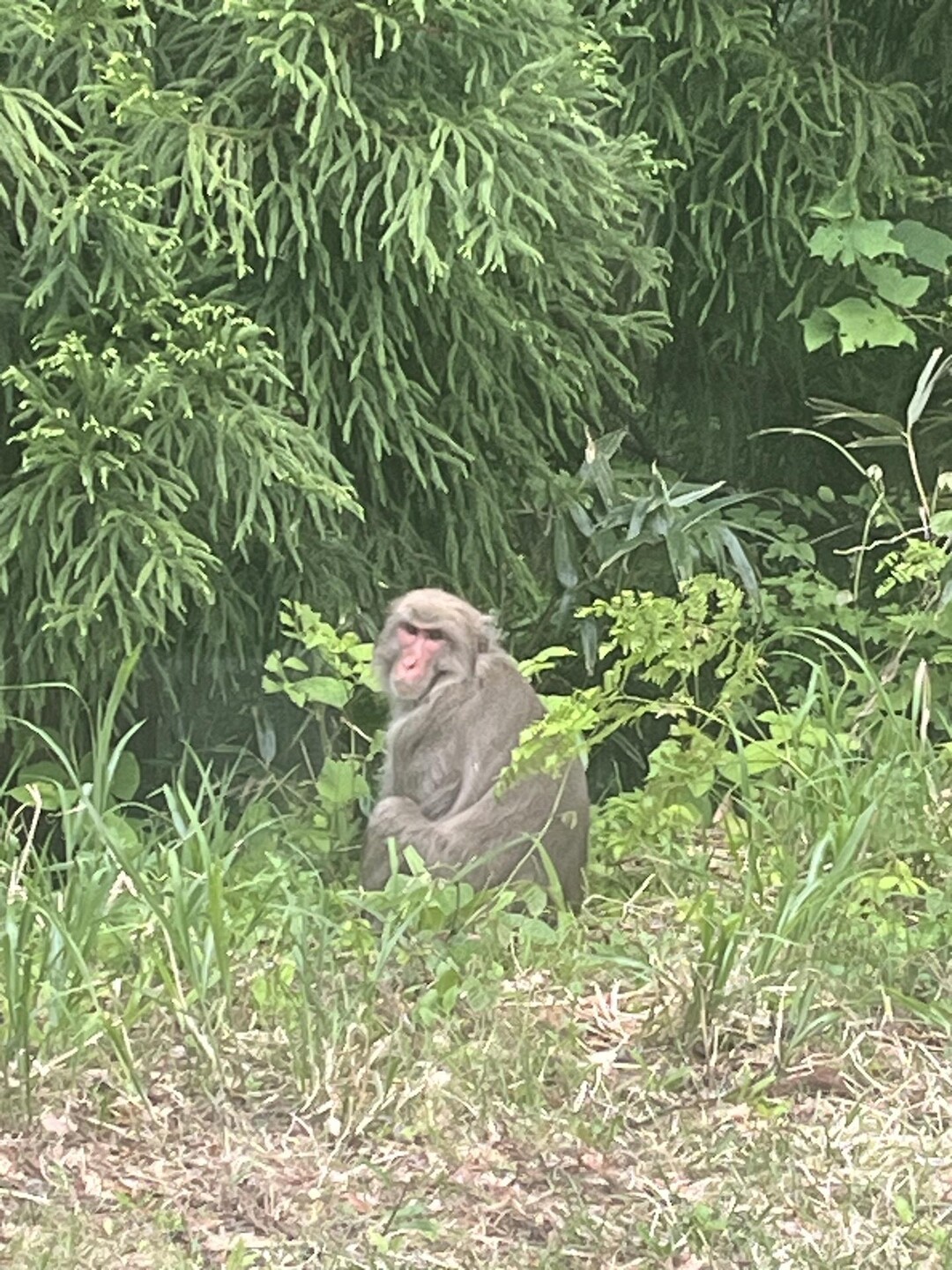 大辻山 / 耳雪さんの大辻山・高峰山・来拝山の活動データ | YAMAP / ヤマップ