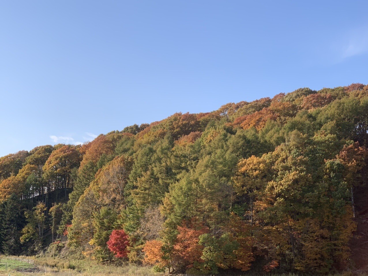 厚真の今😄 / hidekingさんのモーメント | YAMAP / ヤマップ