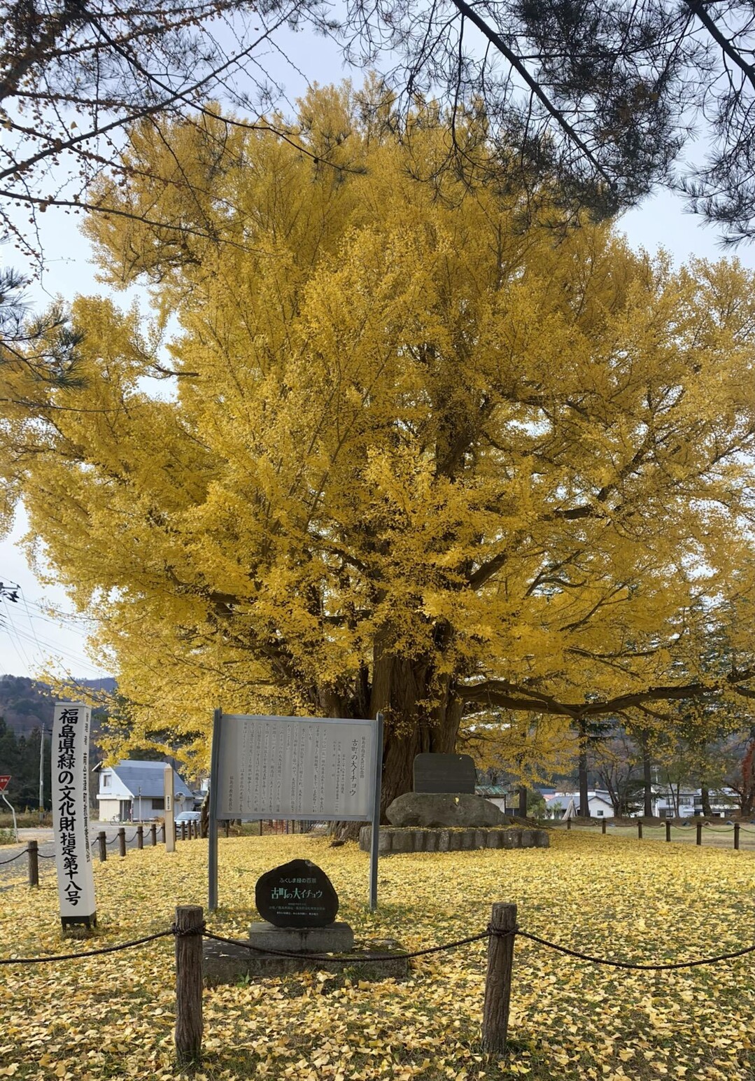 福島県南会津郡伊南村になる福島県指定天然... / tomさんのモーメント | YAMAP / ヤマップ