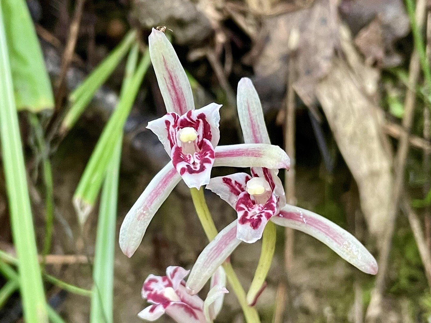 2024年7月中旬、マヤランに会いに近場... / otaksaさんのモーメント | YAMAP / ヤマップ