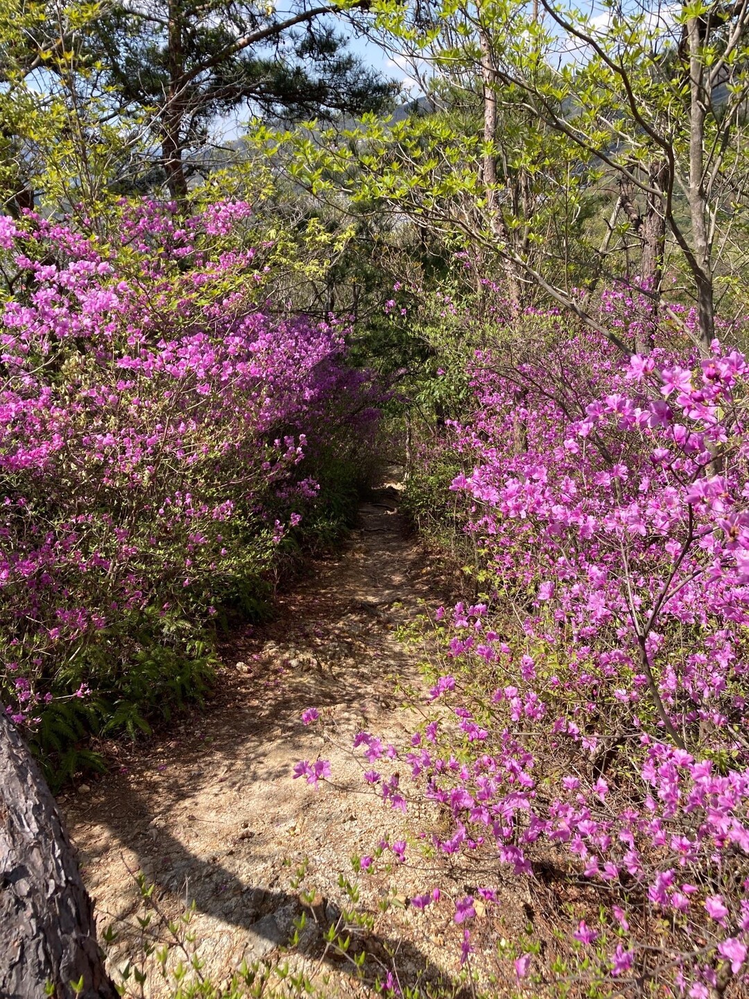 中山山頂へ山行再開 / Sab Zeroさんの中山・大峰山の活動データ | YAMAP / ヤマップ