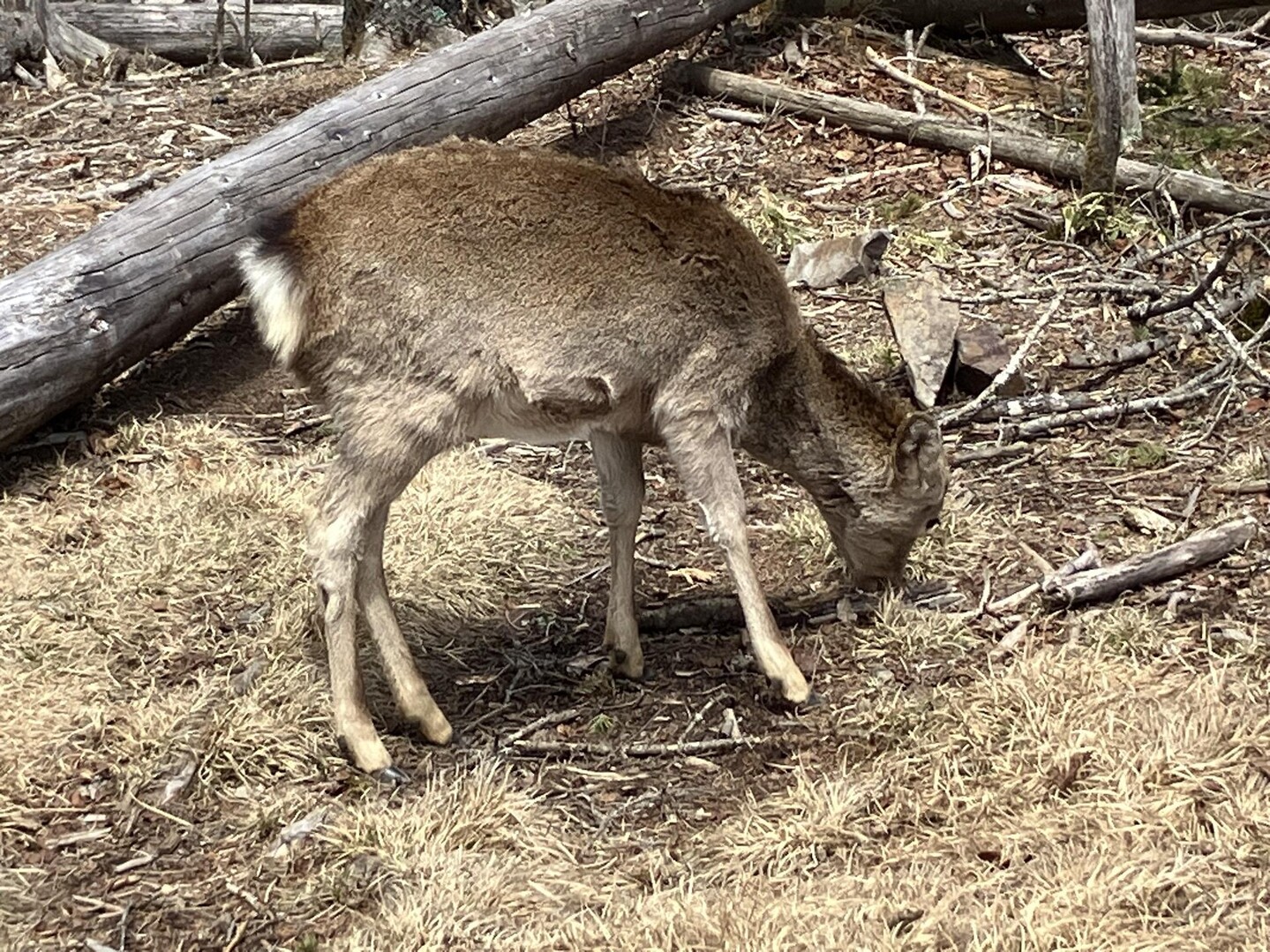 素晴らしい稜線！大菩薩嶺 / motoh698さんの大菩薩嶺・鶏冠山・大マテイ山の活動データ | YAMAP / ヤマップ