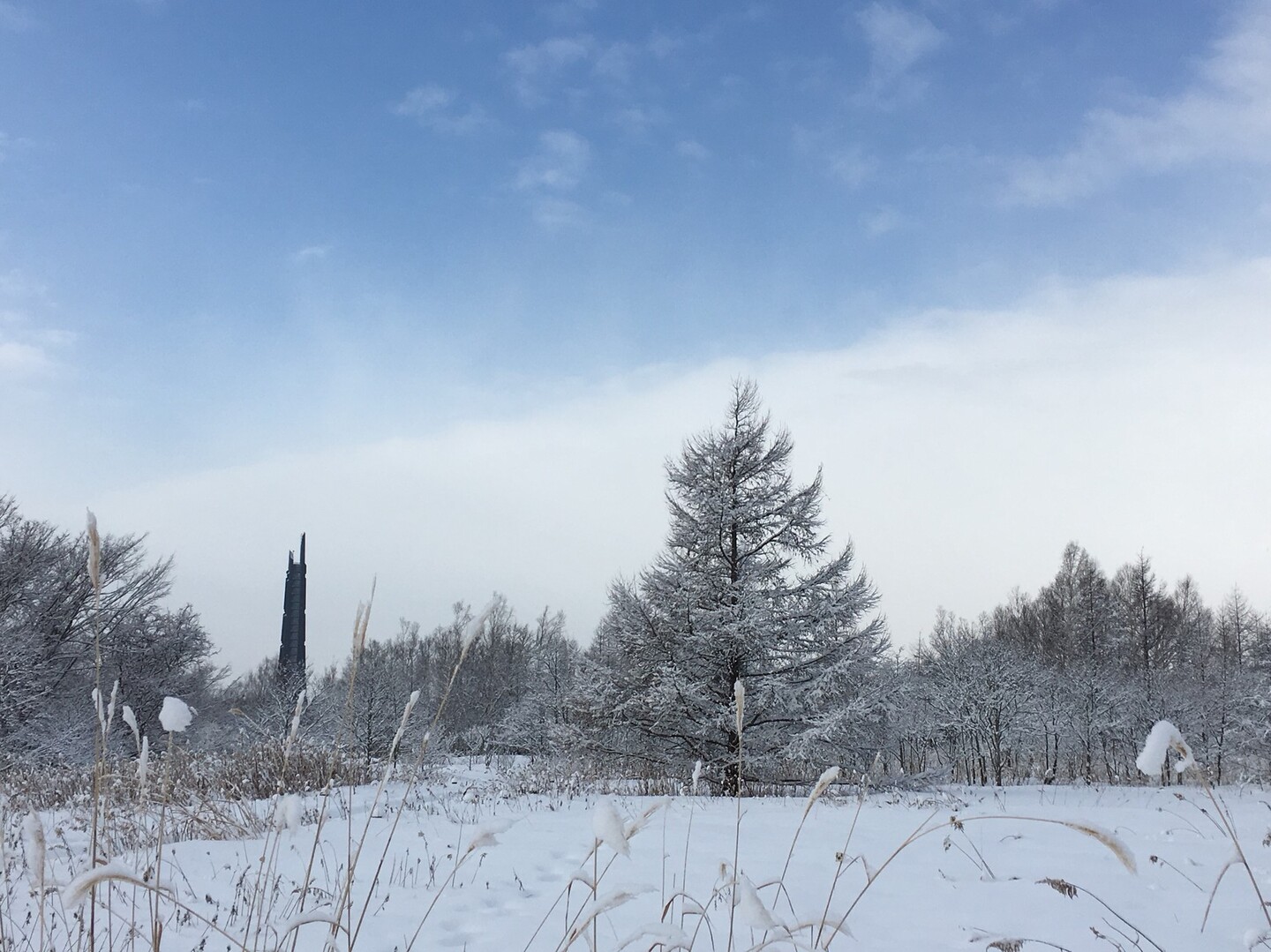 野幌森林公園冬散歩。 / コブタさんの野幌森林公園の活動データ | YAMAP / ヤマップ