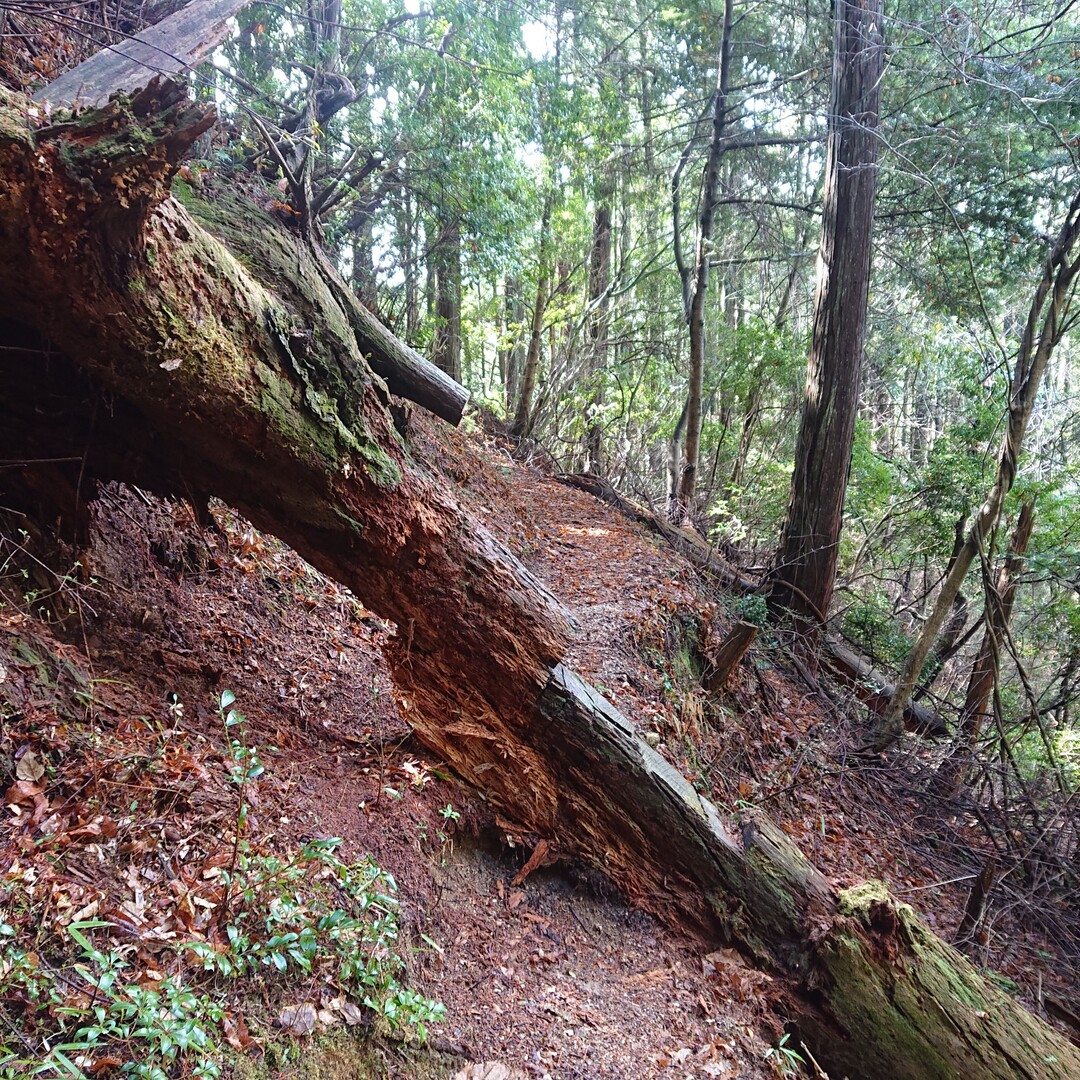 Minoruさんの投稿したフィールドメモ | YAMAP / ヤマップ