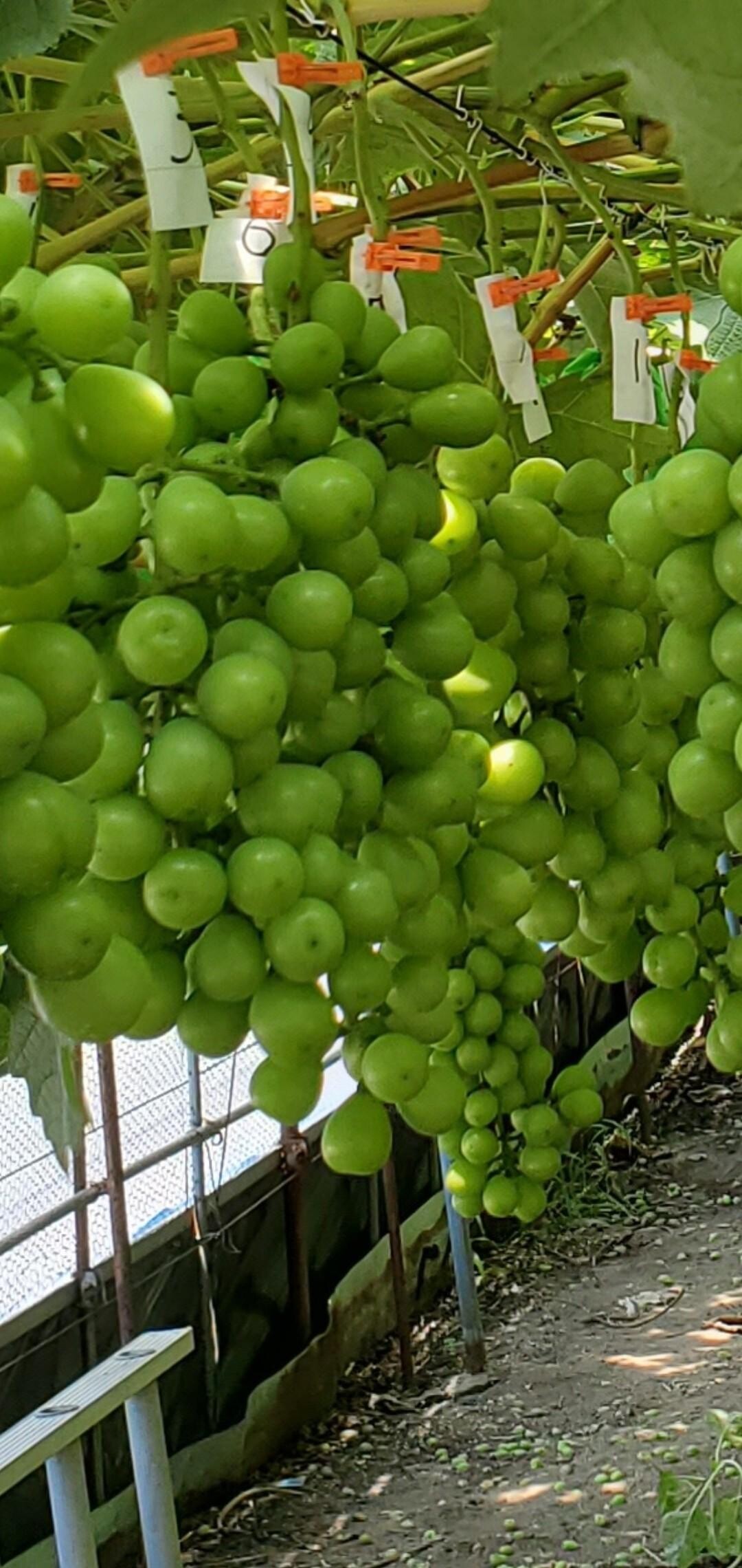 KAKKYファーム(*^o^)／\(^-... / KAKKYさんのモーメント | YAMAP / ヤマップ