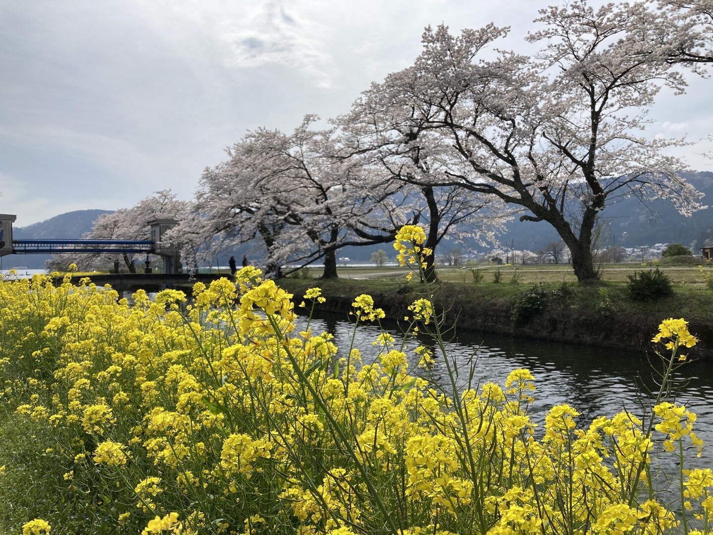 余呉湖周回（大岩山・賤ヶ岳・公法寺山・大平良山・神明山） / mi_chicoさんの賤ヶ岳・山本山の活動データ | YAMAP / ヤマップ