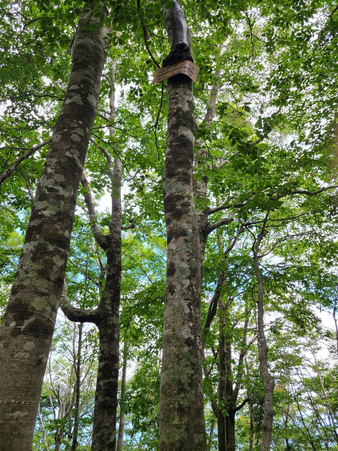 蘇武岳 / secchanさんの蘇武岳の活動データ | YAMAP / ヤマップ
