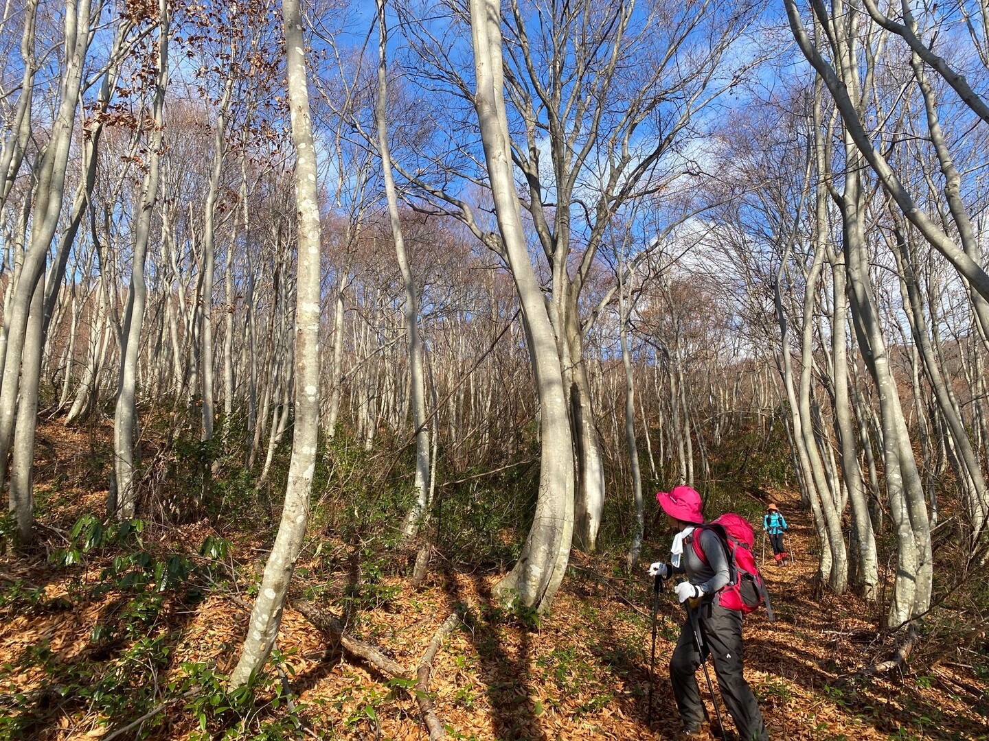 💆🏿‍♀️民話の山👺下権現堂→上権現堂 / mtakoさんの守門岳・大岳・網張山の活動データ | YAMAP / ヤマップ