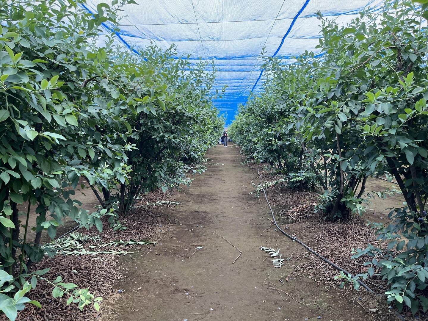 この時期の毎年の楽しみ。 いつものベリー... / パンコさんのモーメント | YAMAP / ヤマップ