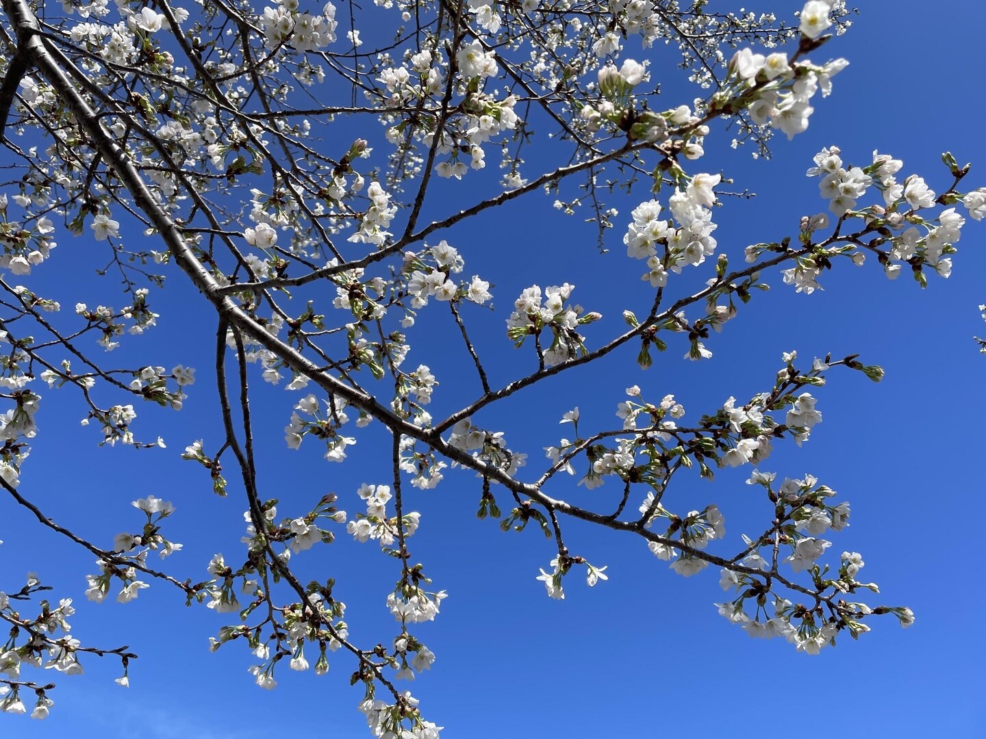 ここ数日の桜の様子です。雨で一部散ってし... / Solidaさんのモーメント | YAMAP / ヤマップ