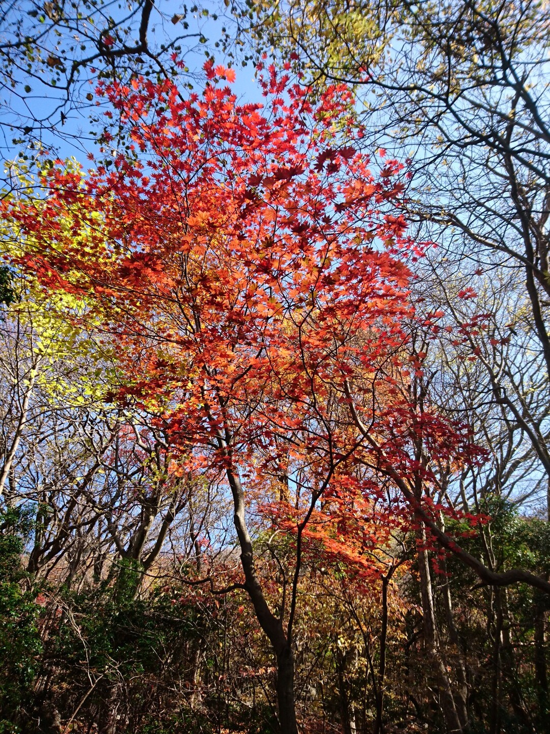 紅葉を求めて / yasu-nekoさんの九重山（久住山）・大船山・星生山の活動データ | YAMAP / ヤマップ