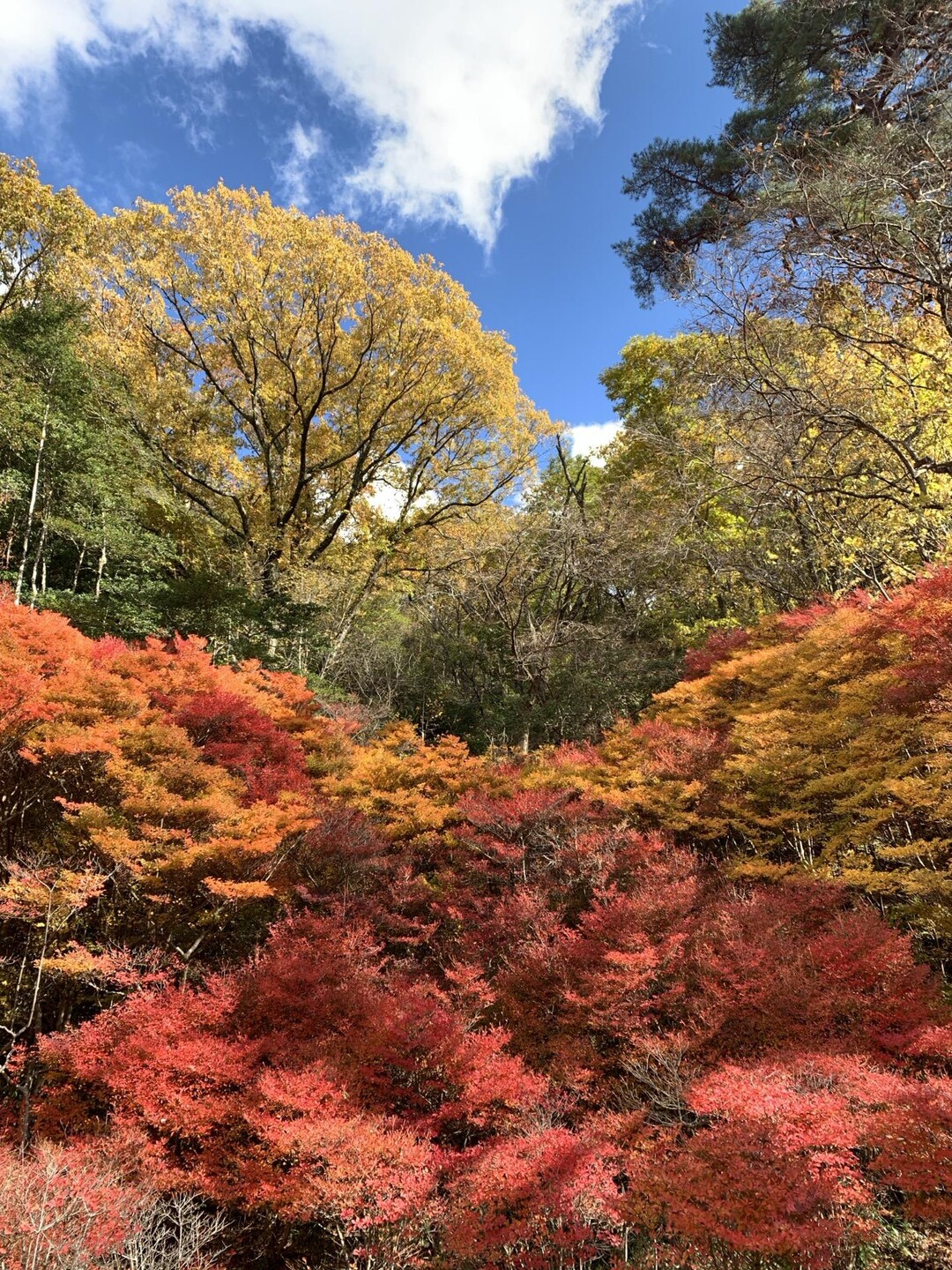 11/29 神戸市森林植物園のドウダンツ... / hikkyさんのモーメント | YAMAP / ヤマップ