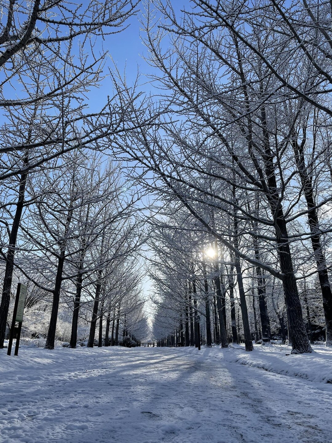 今年も銀杏並木を撮影しました📷 まだ... / ともさんのモーメント | YAMAP / ヤマップ