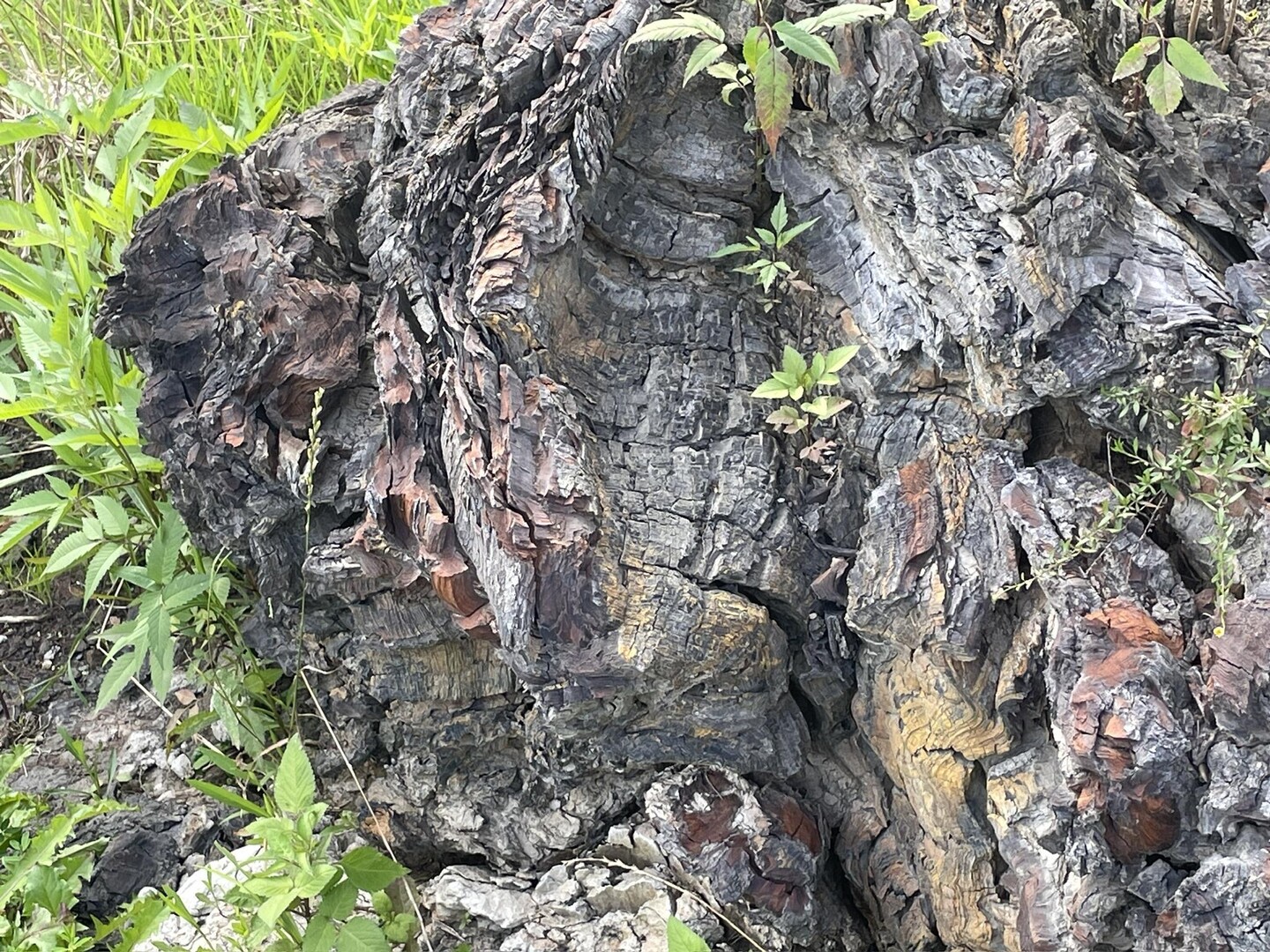 八王子市・浅川河岸に露出した約230万年... / t24riverさんのモーメント | YAMAP / ヤマップ