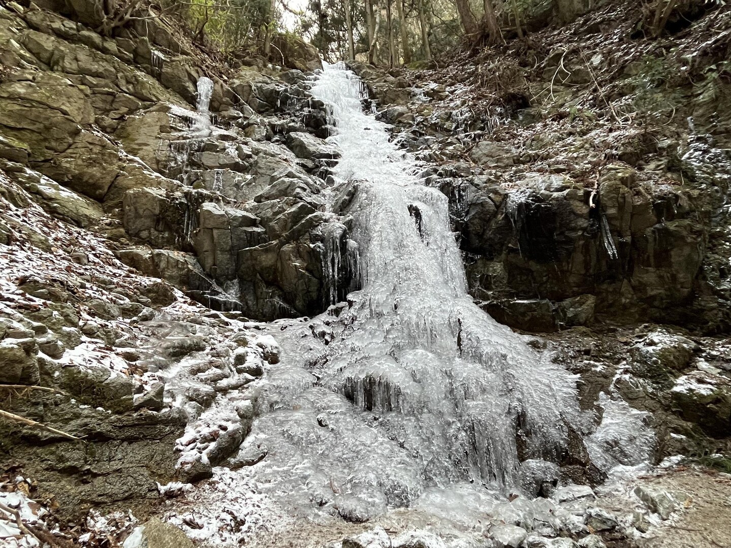 金剛山 ツツジオ谷↑ シルバー↓ / yomshtさんの金剛山・二上山・大和葛城山の活動データ | YAMAP / ヤマップ