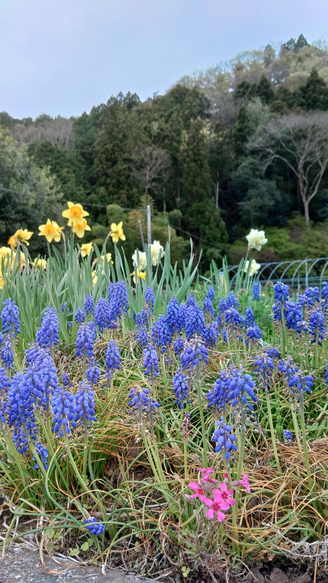 久しぶりの短距離ドライブ 夏タイヤに履... / campziziさんのモーメント | YAMAP / ヤマップ