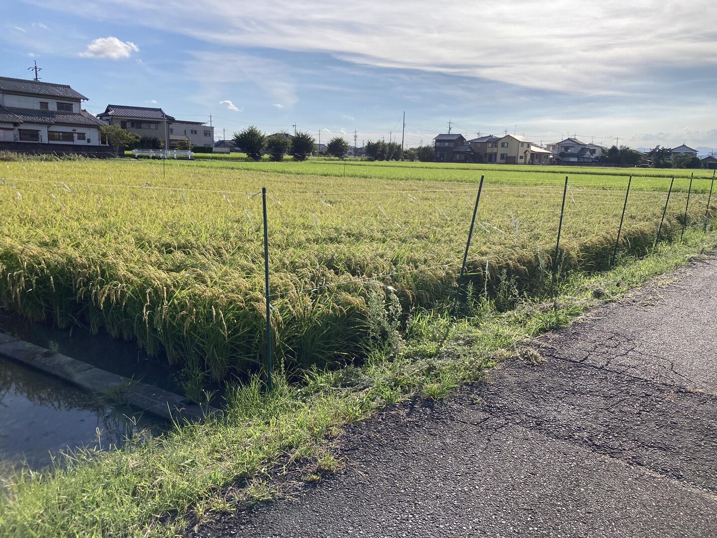 いつものランニングコース 稲穂も頭を垂れ... / Ken24g3さんのモーメント | YAMAP / ヤマップ