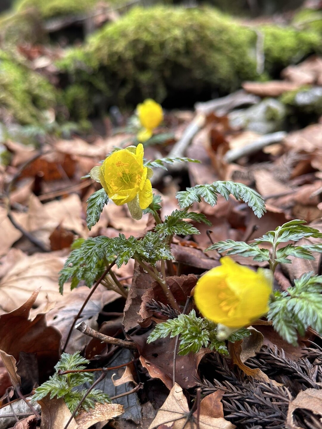 仰烏帽子山 九州百名山69/100 / KEIさんの仰烏帽子山の活動日記 | YAMAP / ヤマップ
