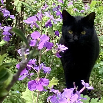 梅田湖・屋敷山のミツマタ / Mt.Mikiさんの鳴神山・吾妻山の活動データ | YAMAP / ヤマップ