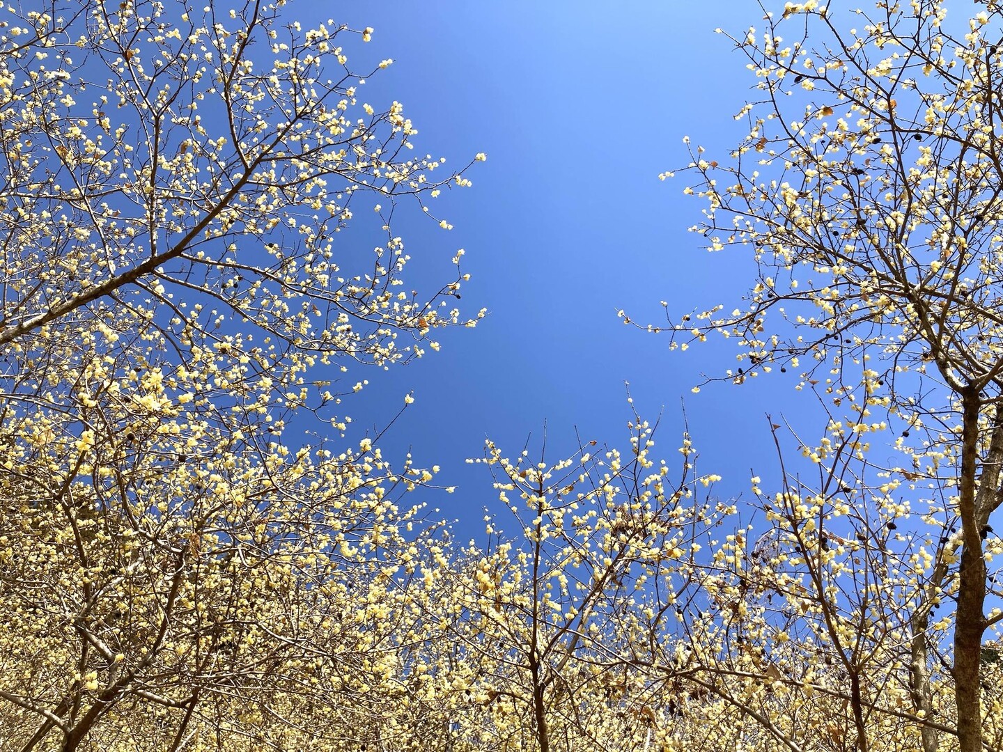 寄ロウバイ祭り(関東最大)-シダンゴ山-... / houlanさんのモーメント | YAMAP / ヤマップ