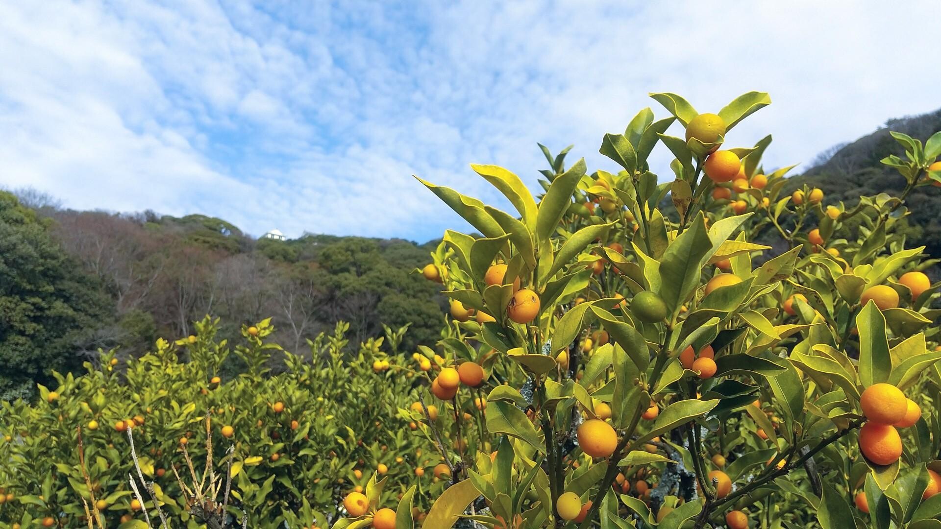 松山城R5.1.17 / うさこさんの四国遍路その15の活動データ | YAMAP / ヤマップ