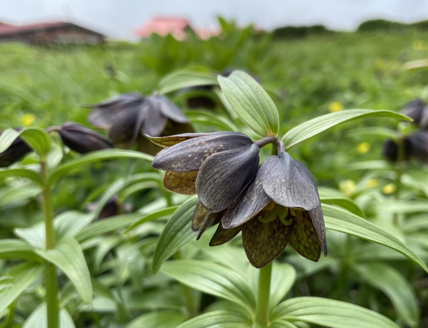 🌼お花いっぱい🌸白山（御前峰） / yunyun♡さんの白山・別山・銚子ヶ峰の活動データ | YAMAP / ヤマップ