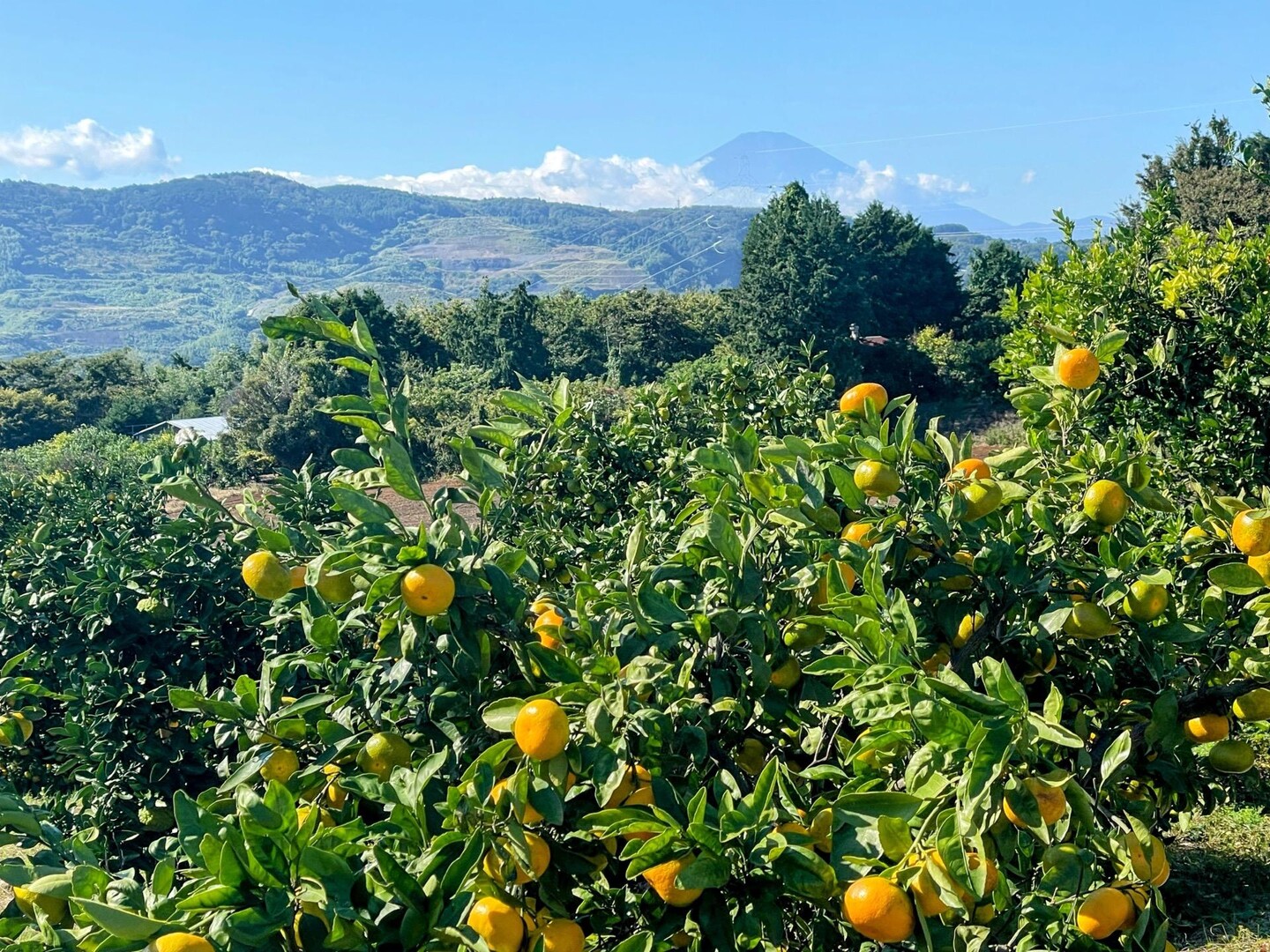 久々に歩いてみたんですが😆 / 森のくまさんさんの八国見山・頭高山の活動データ | YAMAP / ヤマップ