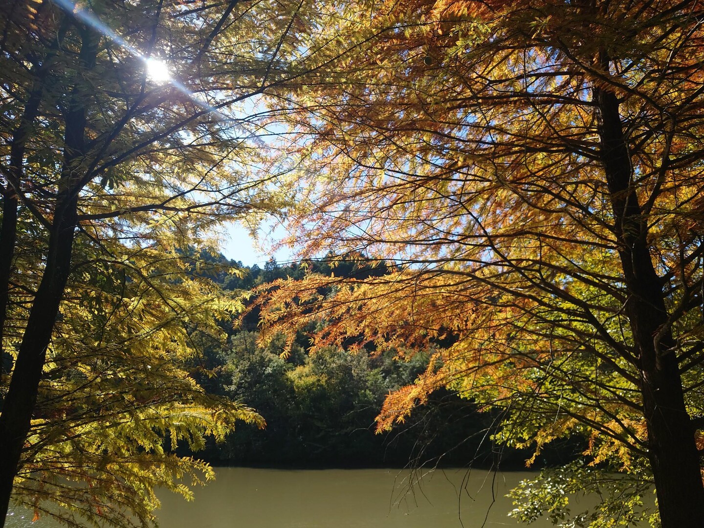 みたけの森〜リハビリハイクvol1〜 / marzさんのハイキングの活動日記 | YAMAP / ヤマップ